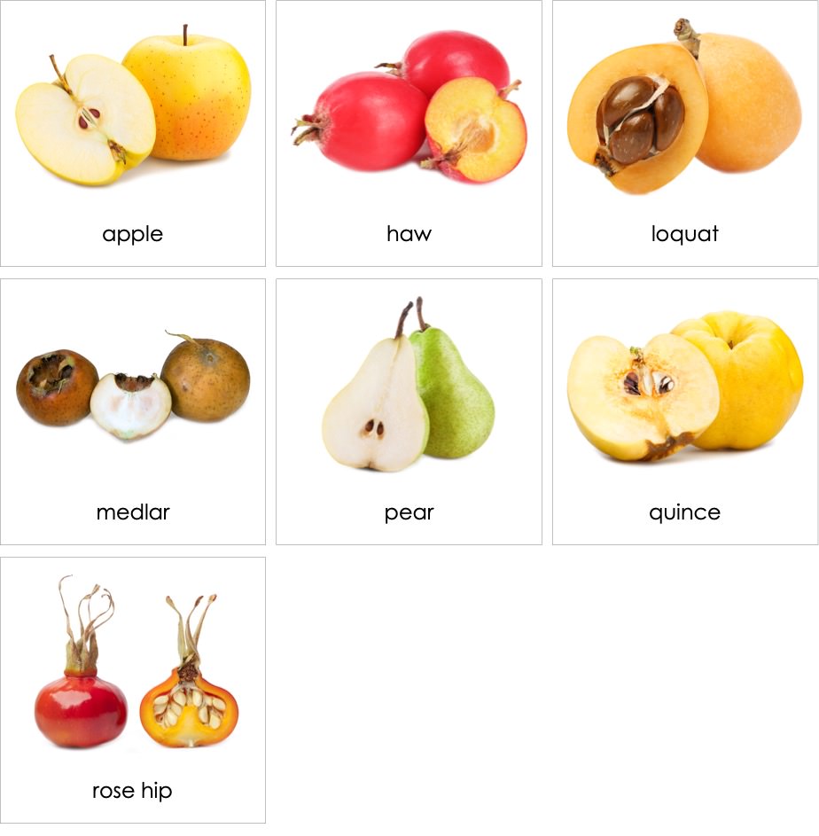 Fruits Pome AMI Digital